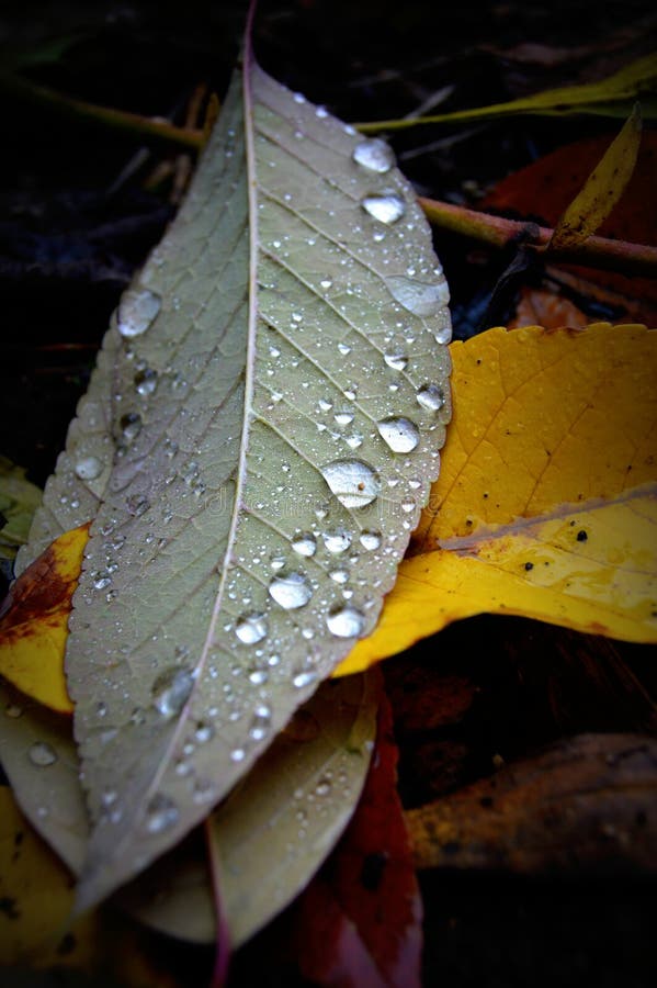 Fall Leaves Raindrops stock image. Image of earthy, drop - 45671713