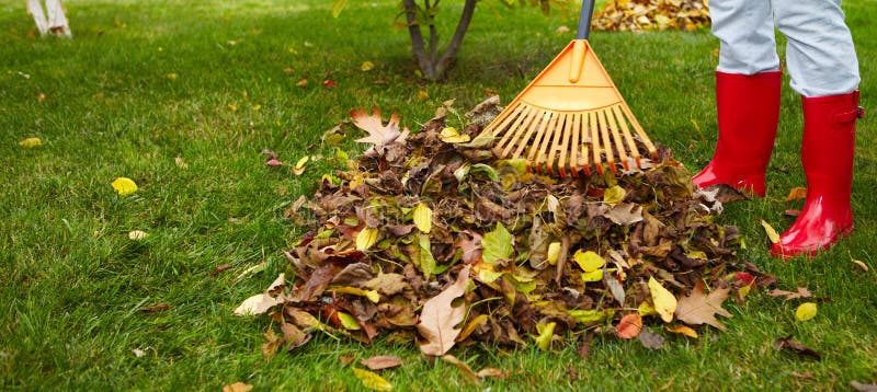 Fall leaves with rake stock photo. Image of collect, cleaning - 47287144