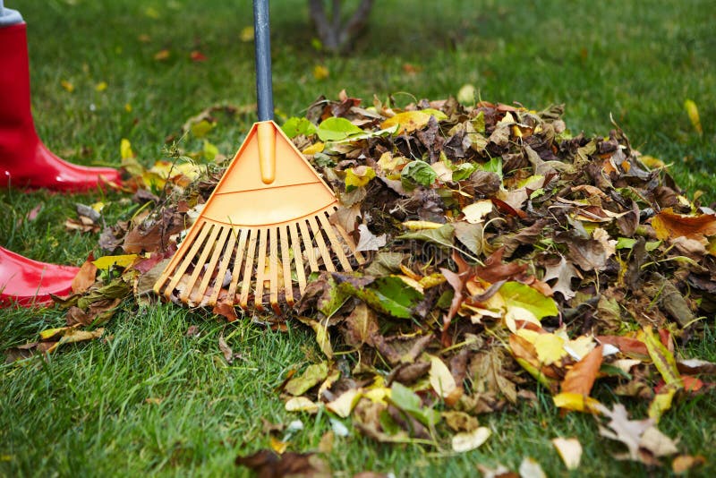 Fall leaves with rake stock photo. Image of outdoor, leaf - 47286920