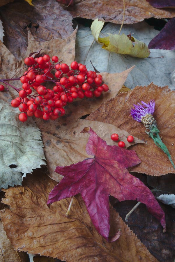 Fall Leaves and Red Autumn Berries Stock Photo - Image of wallpaper ...