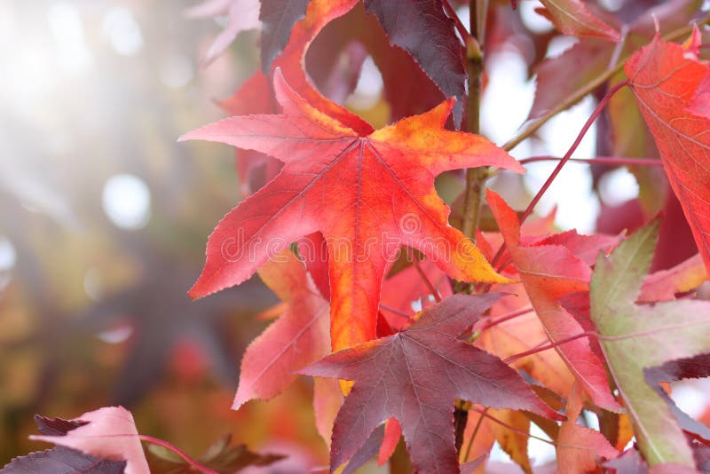 Fall Leaves Red, Orange and Yellow Stock Image - Image of screensaver ...
