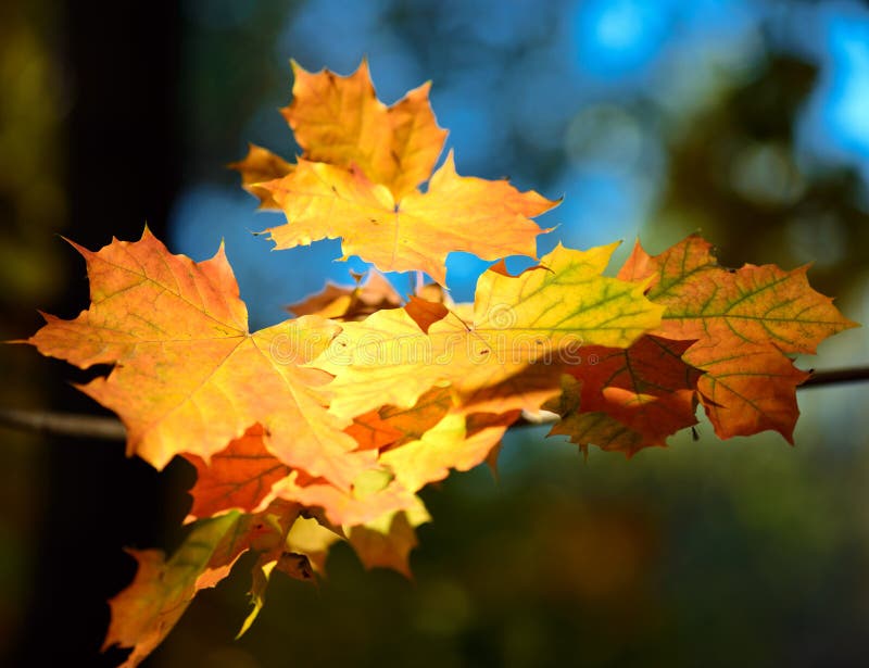 Maple Branch with Fall Leaves Stock Image - Image of colored, branch ...
