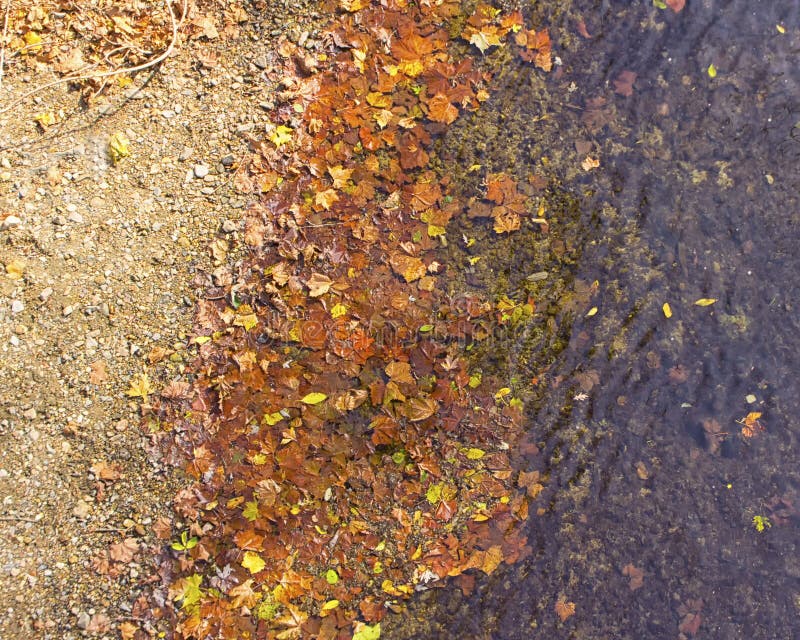 Fall Leaves at River`s Edge Stock Image - Image of ripples, color: 83573261