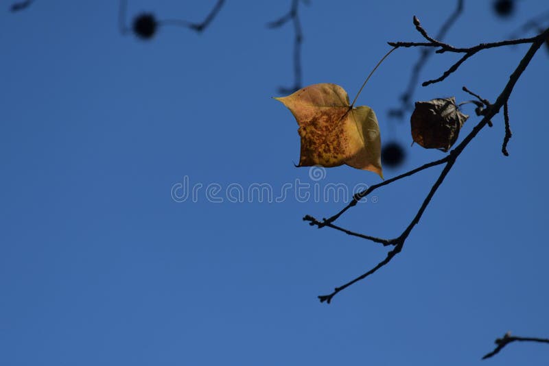 Fall Leaves Lonely Romance Peace Background Stock Photo - Image of ...