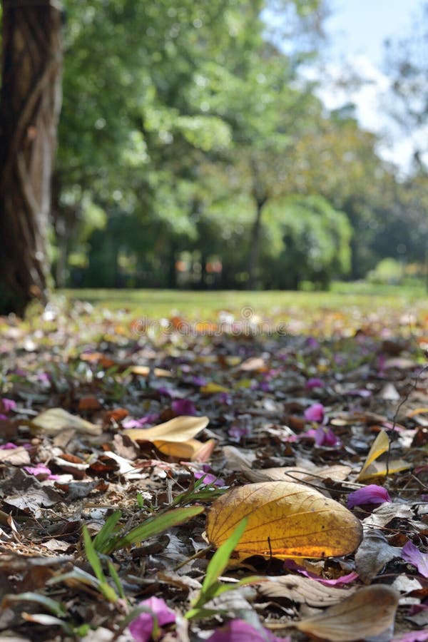 Fall Leaves Lonely Romance Peace Background Stock Photo - Image of date ...