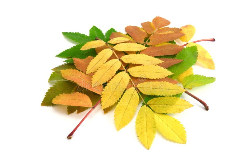 Fall leaves of rowan-tree stock photo. Image of leaf, green - 6409980
