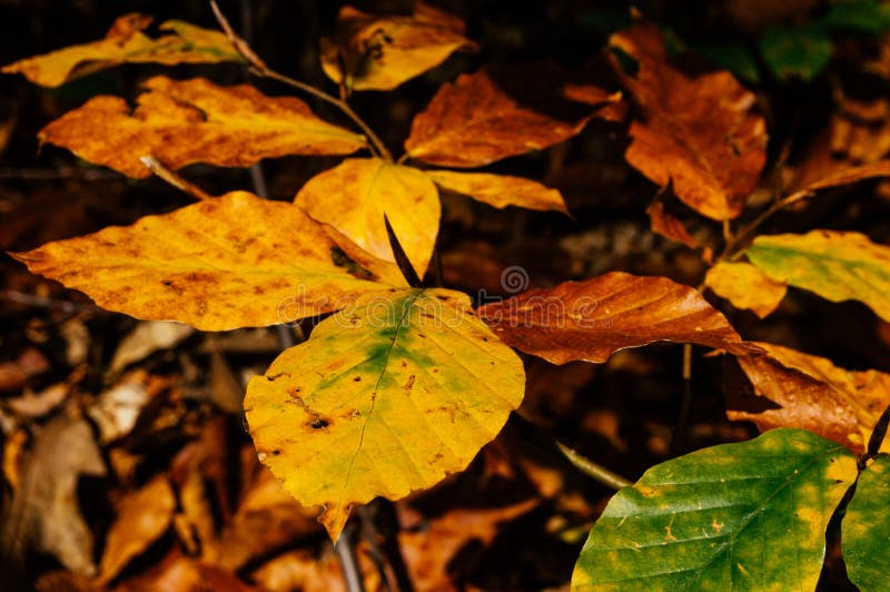 Fall leaves stock photo. Image of rusty, changing, branch - 45951722