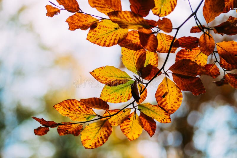 Fall leaves stock photo. Image of rusty, changing, branch - 45951722