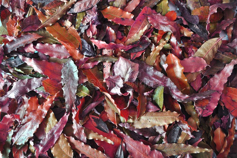 Scattered Fall Leaves Stock Photos - Download 2,899 Royalty Free Photos