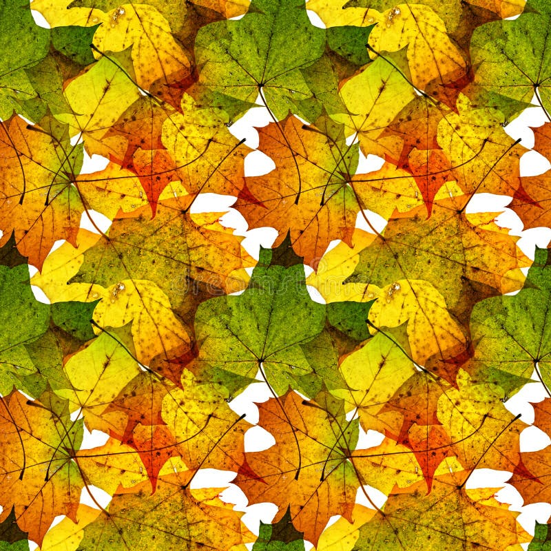 Fall Leaves Seamless Photo Background. Colorful Autumn Texture Pattern ...
