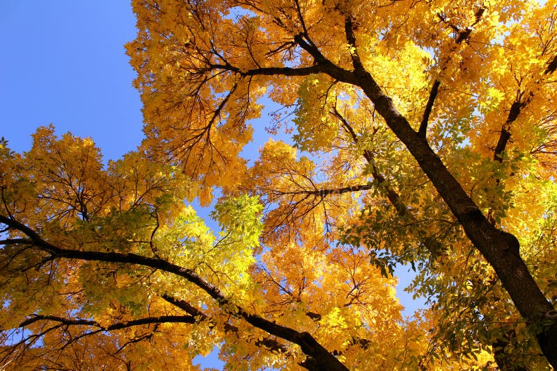 Fall leaves and sky stock photo. Image of blue, leaf - 26546228