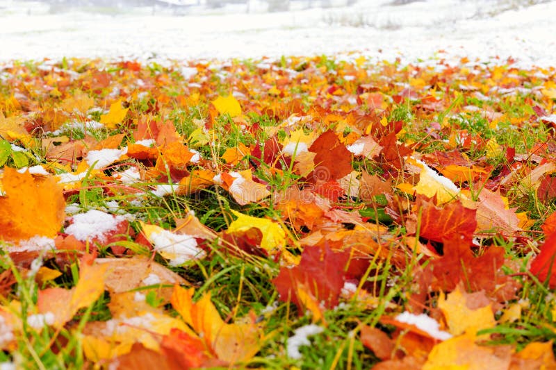 Fall leaves and snow stock photo. Image of abstract, maple - 27104084
