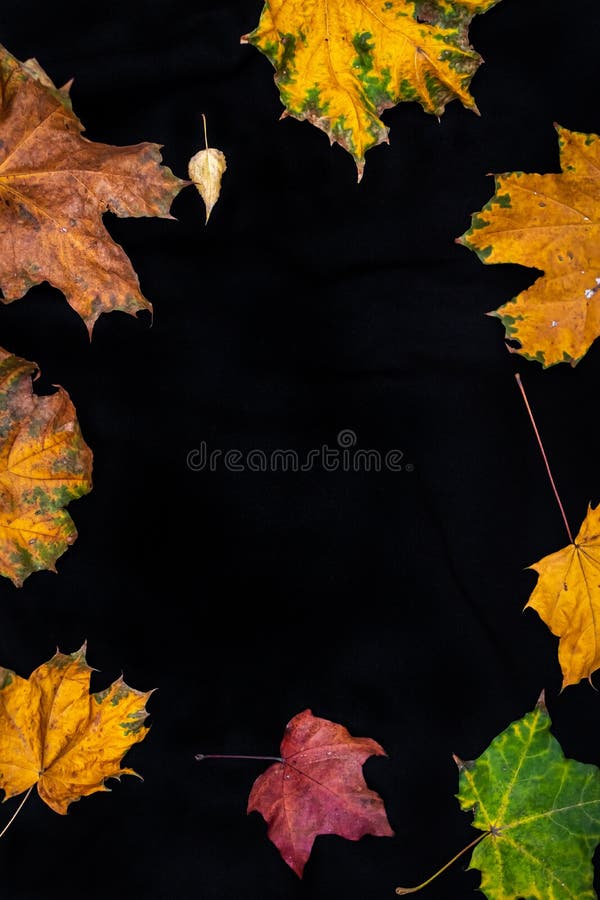 Fall Leaves on a Solid Black Background. Stock Image - Image of bright ...