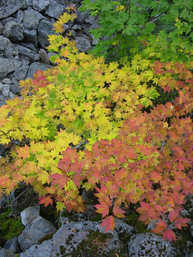 Fall Leaves with Stones stock image. Image of bush, stone - 29012581