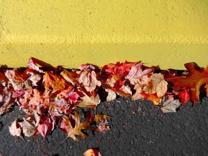 Fall Leaves at a Street Curb Stock Image - Image of light, curb: 79134525