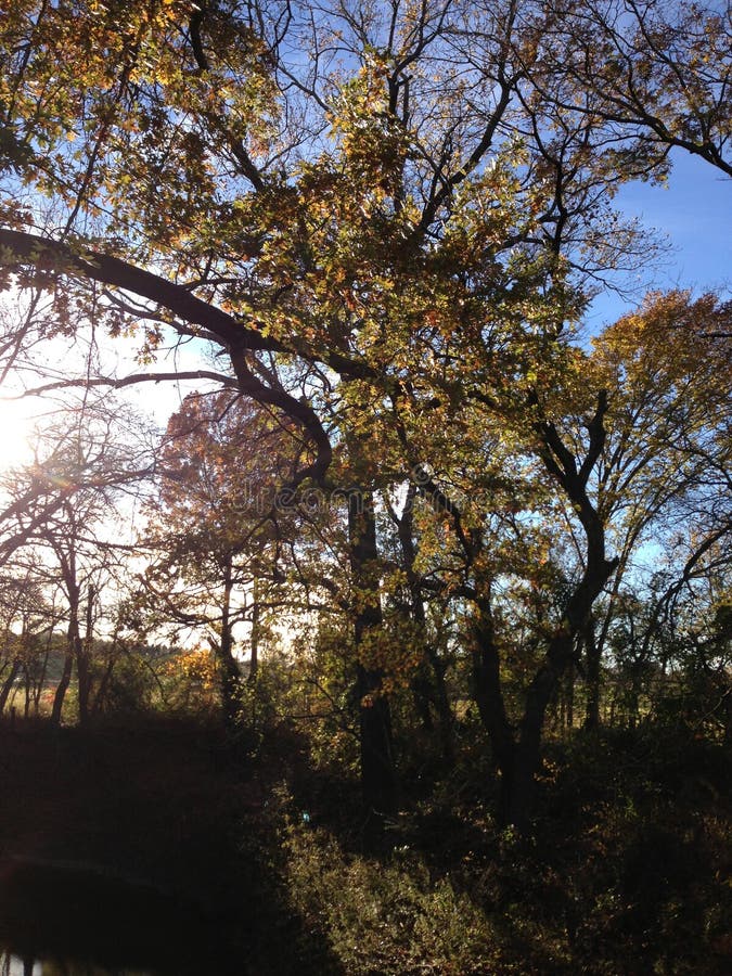 Fall leaves stock photo. Image of sunshine, trees, fall - 44334064