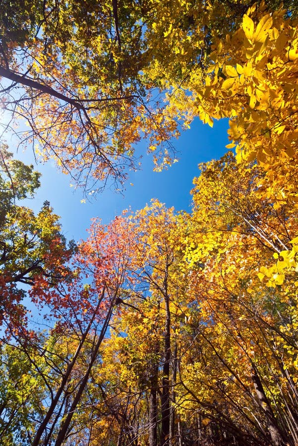 Fall leaves on tall trees stock photo. Image of flora - 27732822