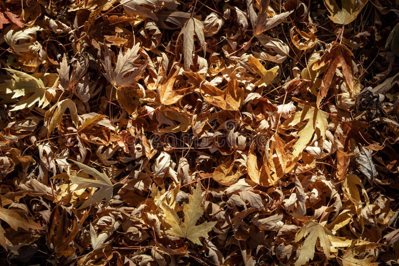 Fall Leaves Texture Background. Stock Image - Image of view, autumn ...