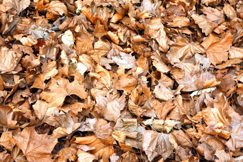 Fall leaves texture stock image. Image of rust, green - 49339673