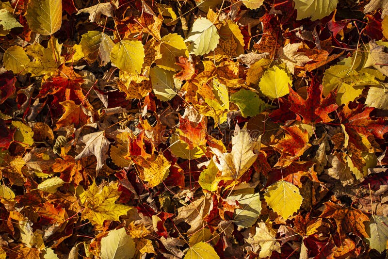 Fall leaves texture stock image. Image of colorful, brown - 183673517