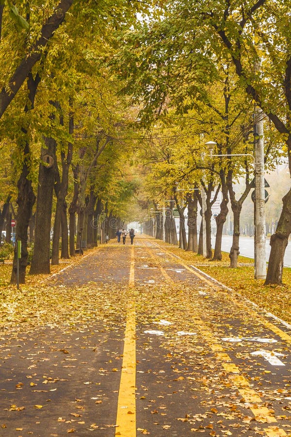 Fall leaves editorial image. Image of blur, fall, environment - 56445235