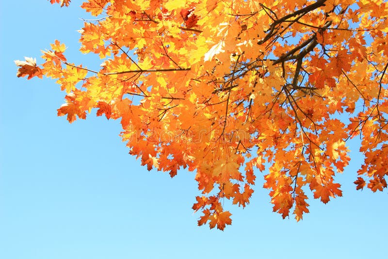 Fall Leaves on Tree; Beautiful Sunny Day Stock Image - Image of ...