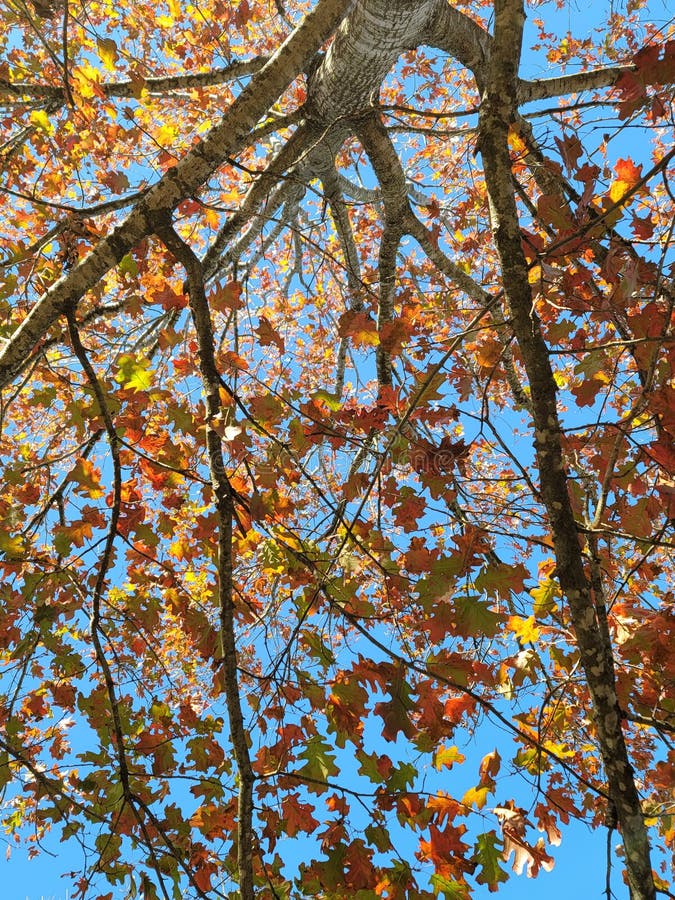Fall Leaves in Tree stock image. Image of flower, trunk - 222265391