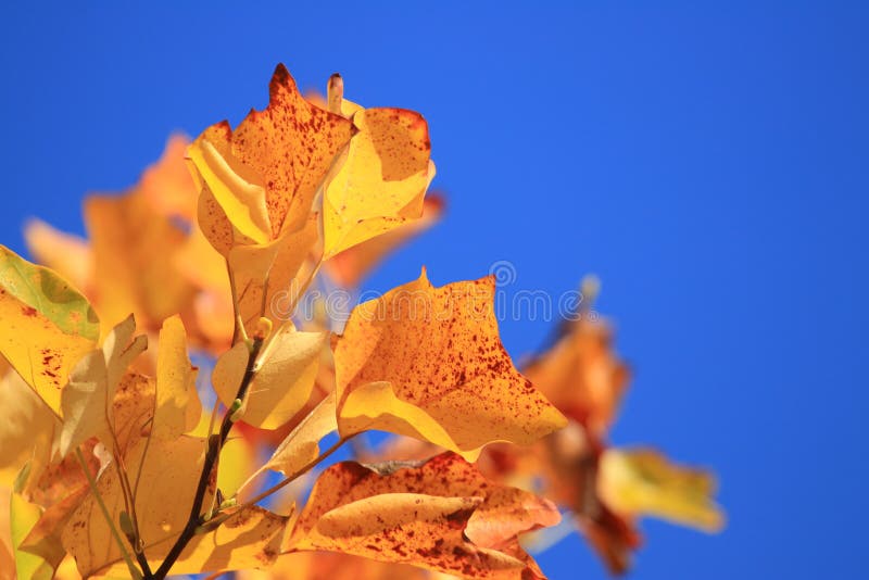 Fall leaves on tree stock image. Image of natural, nature - 162276537
