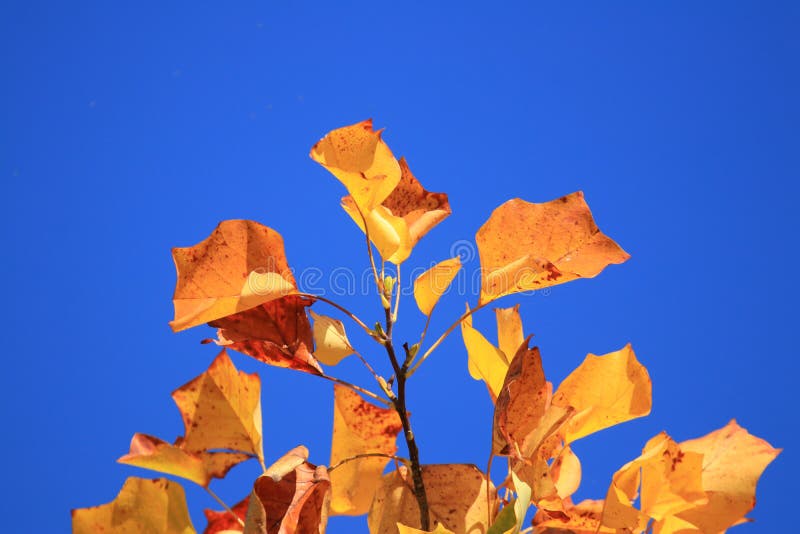 Fall leaves on tree stock photo. Image of leaf, beautiful - 162276692
