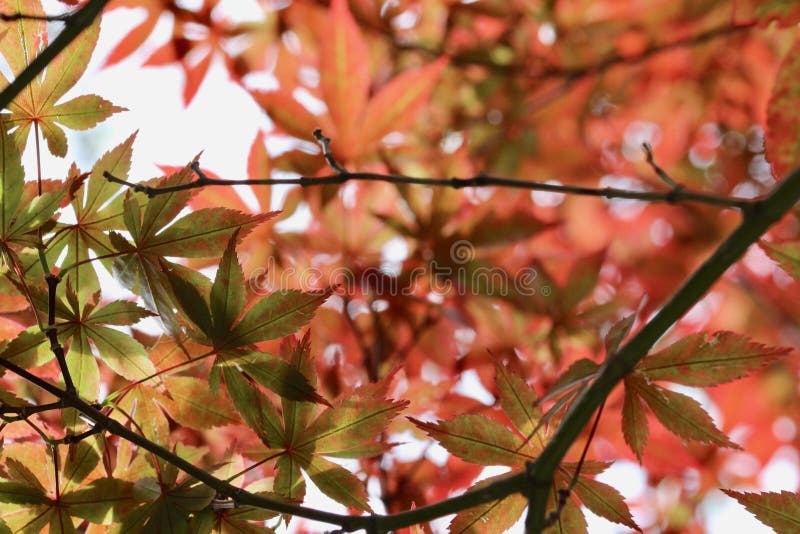 Fall Leaves on a Tree Branch Macro Background Stock Image - Image of ...