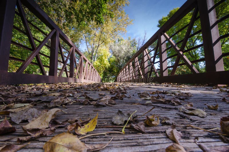 Fall Leaves and Trees, Low Angle on a Pedestrian Bridge. Maple Grove ...