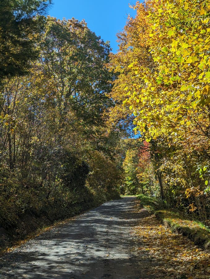 Fall Leaves in Trees in the Mountains Early Fall Stock Image - Image of ...