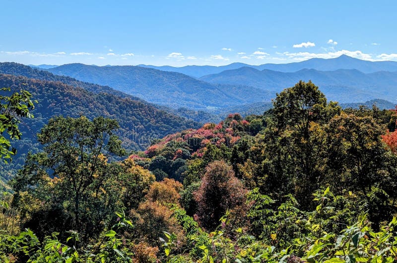 Fall Leaves in Trees in the Mountains Early Fall Stock Photo - Image of ...