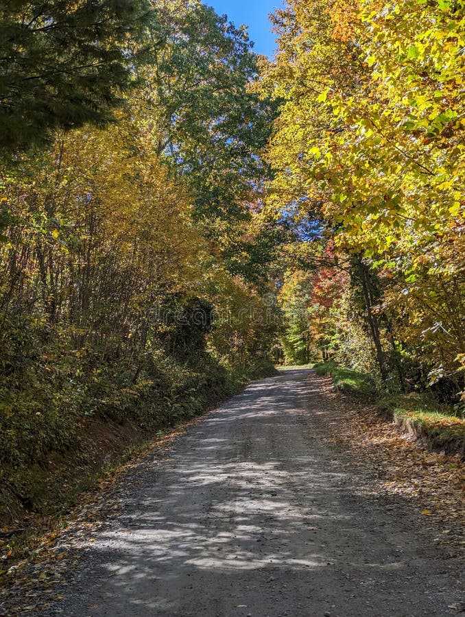 Fall Leaves in Trees in the Mountains Early Fall Stock Image - Image of ...