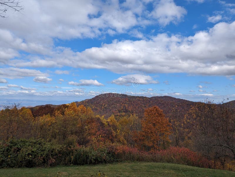 Fall Leaves in Trees in the Mountains Early Fall Stock Image - Image of ...