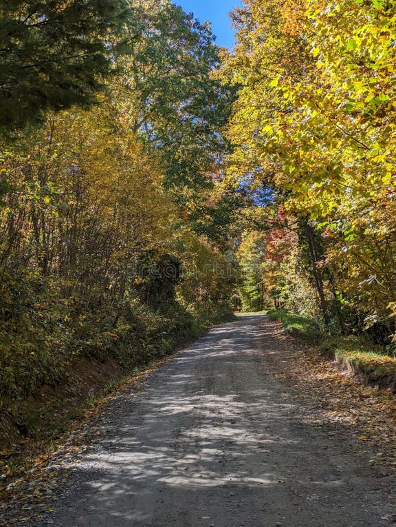 Fall Leaves in Trees in the Mountains Early Fall Stock Image - Image of ...