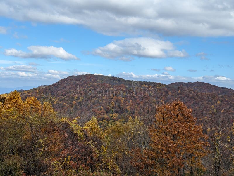 Fall Leaves in Trees in the Mountains Early Fall Stock Photo - Image of ...