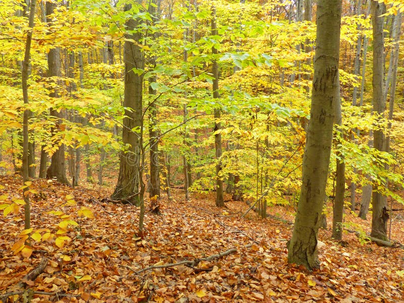 Fall Leaves on Trees in Woods Stock Image - Image of scenic, background ...