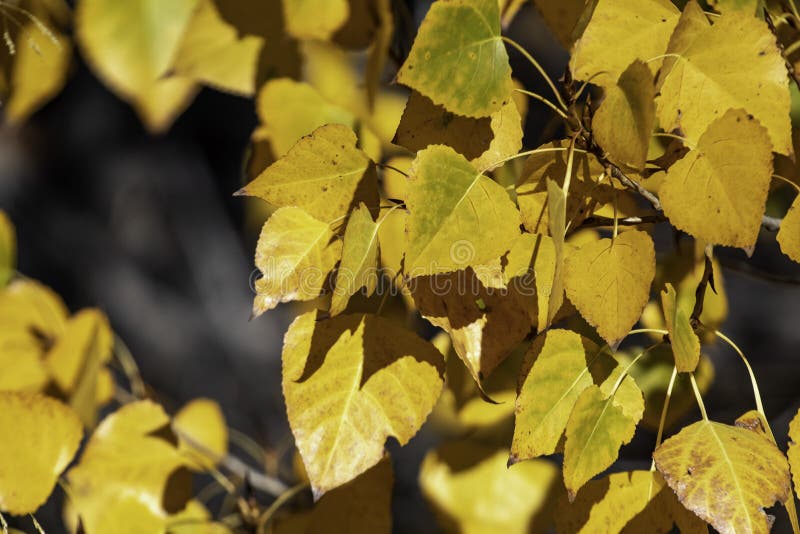 Fall leaves turning yellow stock image. Image of tree - 262386761