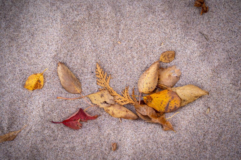 Fall Leaves in Various Colors Sitting in the Sand Beach Stock Photo ...