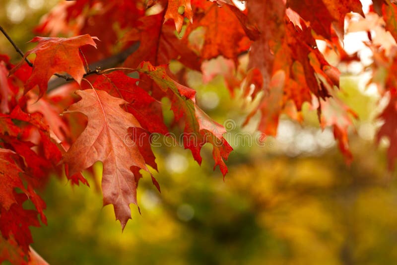 Fall Leaves- Vibrant Autumn Colors in Park Stock Image - Image of close ...