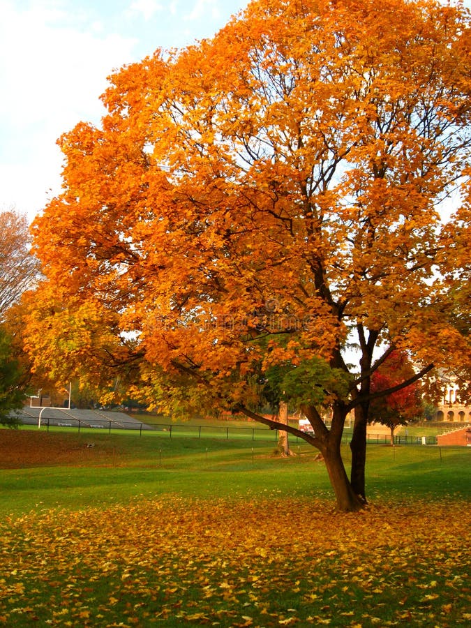 Fall Leaves, Virginia stock photo. Image of maple, grass - 9533256