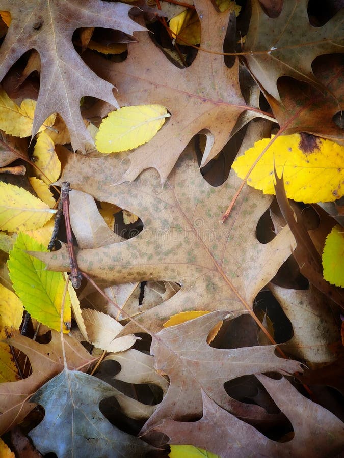 Fall Leaves in Vivid Autumn Colors on the Ground Stock Photo - Image of ...