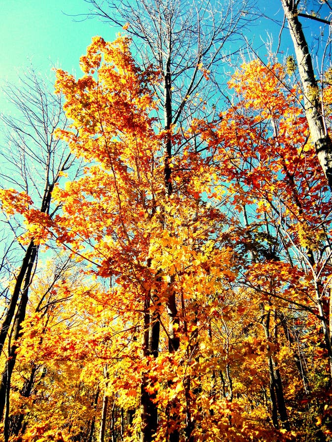 Fall Leaves stock image. Image of fall, plant, parents - 75979451