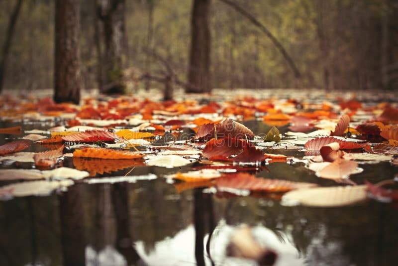 Fall leaves stock photo. Image of leaves, water, fall - 82865862