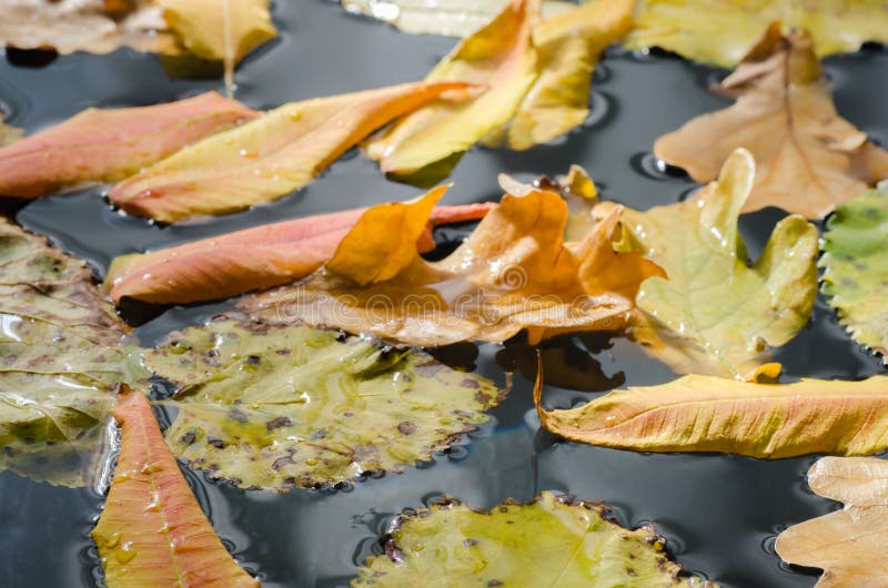 Fall leaves in water stock photo. Image of deciduous - 76818356