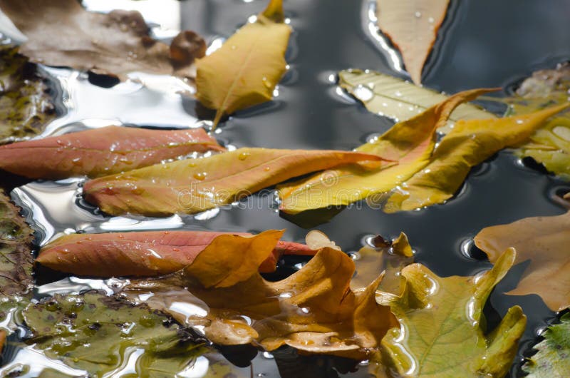 Fall leaves in water stock image. Image of outdoor, backdrop - 76818363