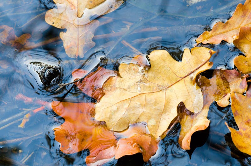 Fall leaves in water stock photo. Image of nature, leaf - 44655020
