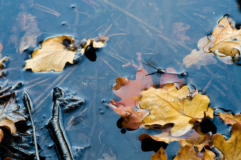 Fall leaves in water stock image. Image of forest, detail - 44655035