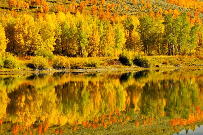 Fall Leaves and Water Reflections Stock Image - Image of plants, orange ...